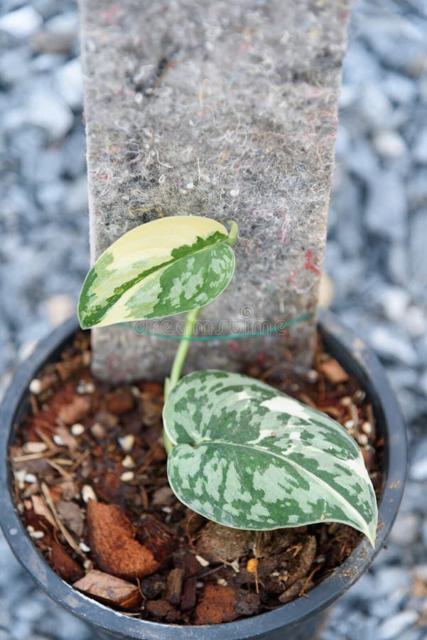 Leaf of Scindapsus Mayari in the Pot Stock Photo - Image of spring ...