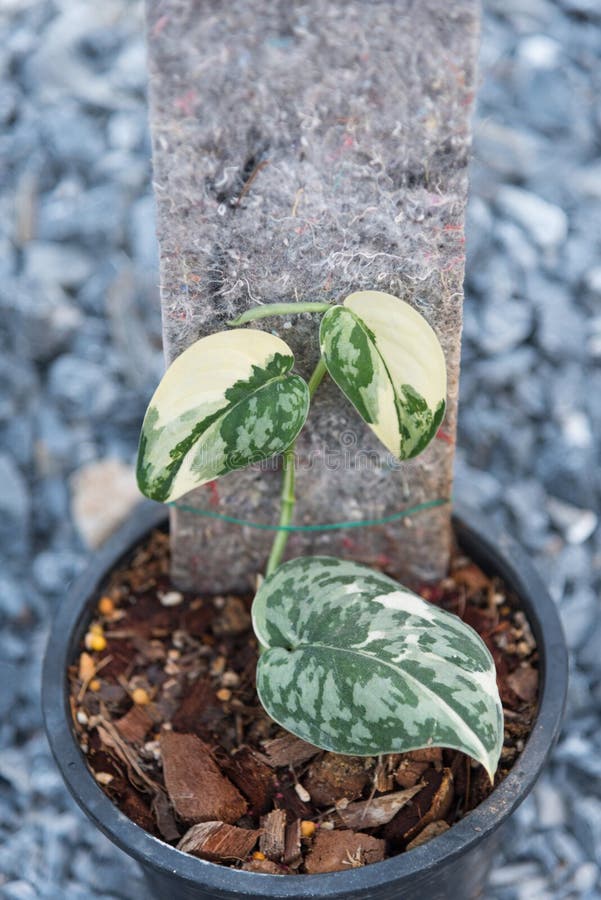 Leaf of Scindapsus Mayari in the Pot Stock Photo - Image of exotica ...