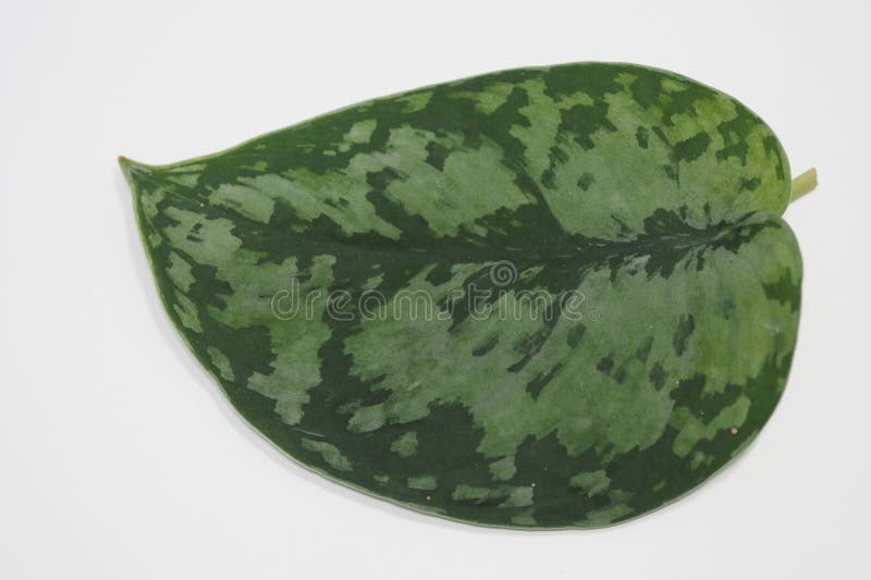 Scindapsus Pitus Stock Photos - Free & Royalty-Free Stock Photos from ...