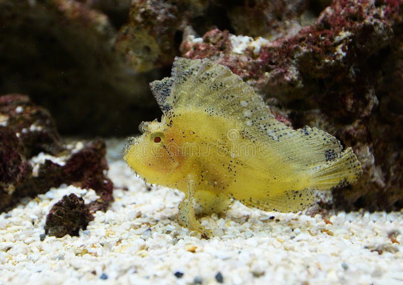 Leaf scorpion fish stock photo. Image of diving, natural - 67354308