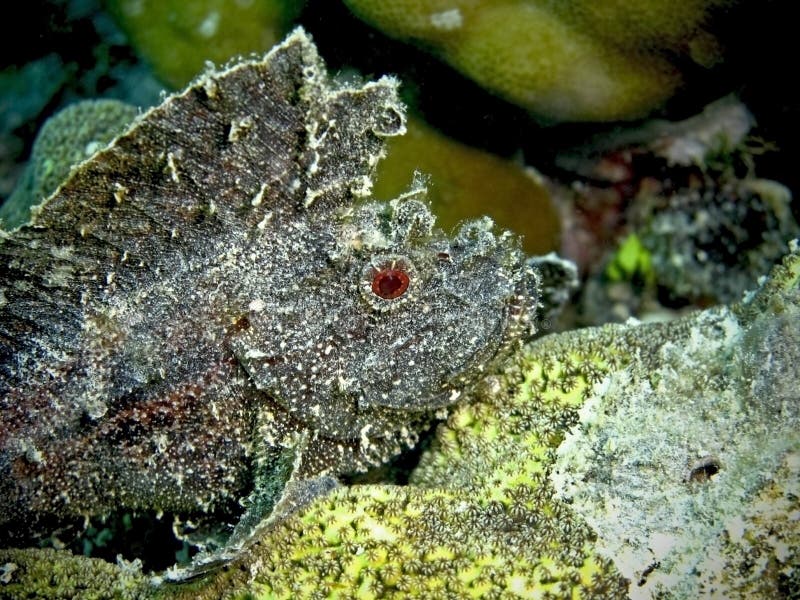 Leaf Scorpionfish Picture. Image: 4120837