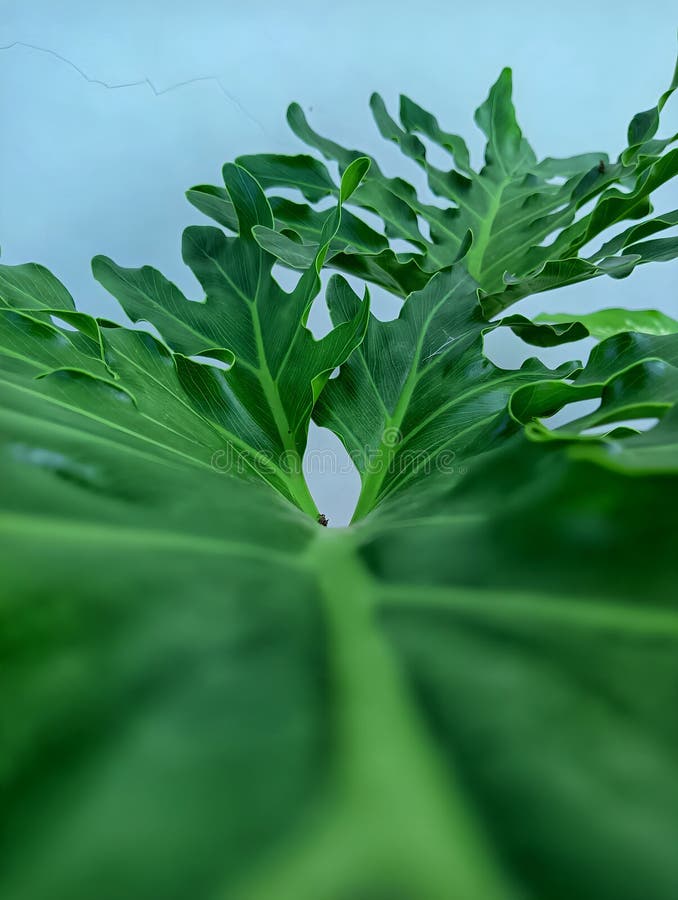 A Leaf of a Serrated Philo Plant that is Taken Vertically Stock Photo ...