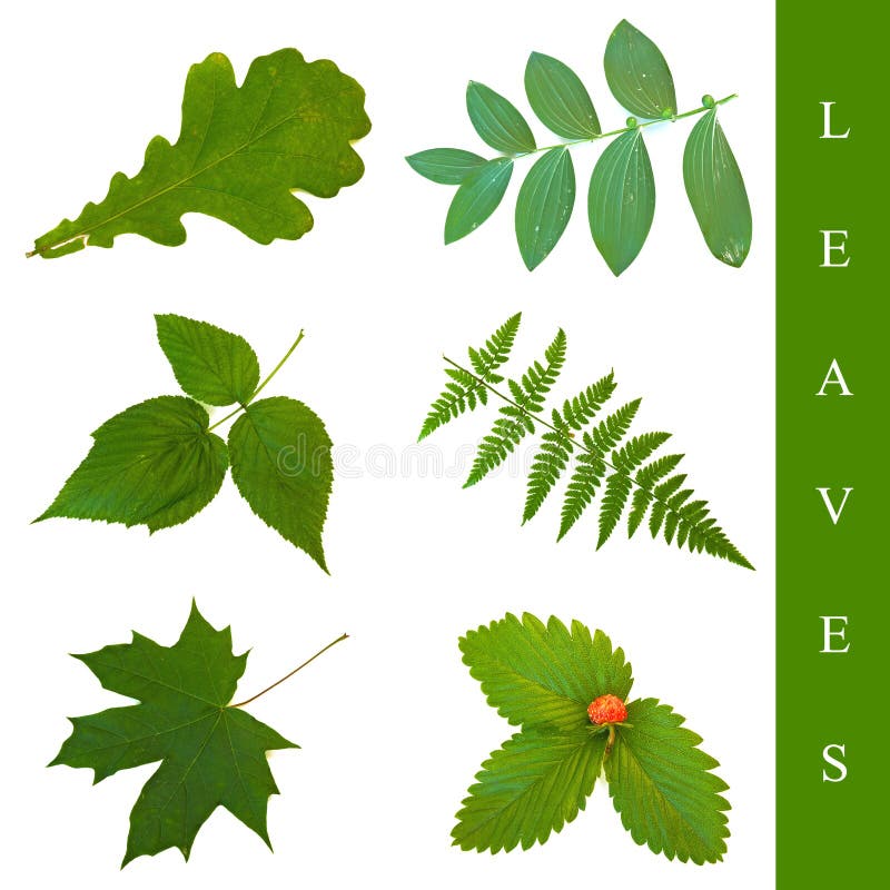 Leaf set stock image. Image of green, botanise, assortment - 13743713