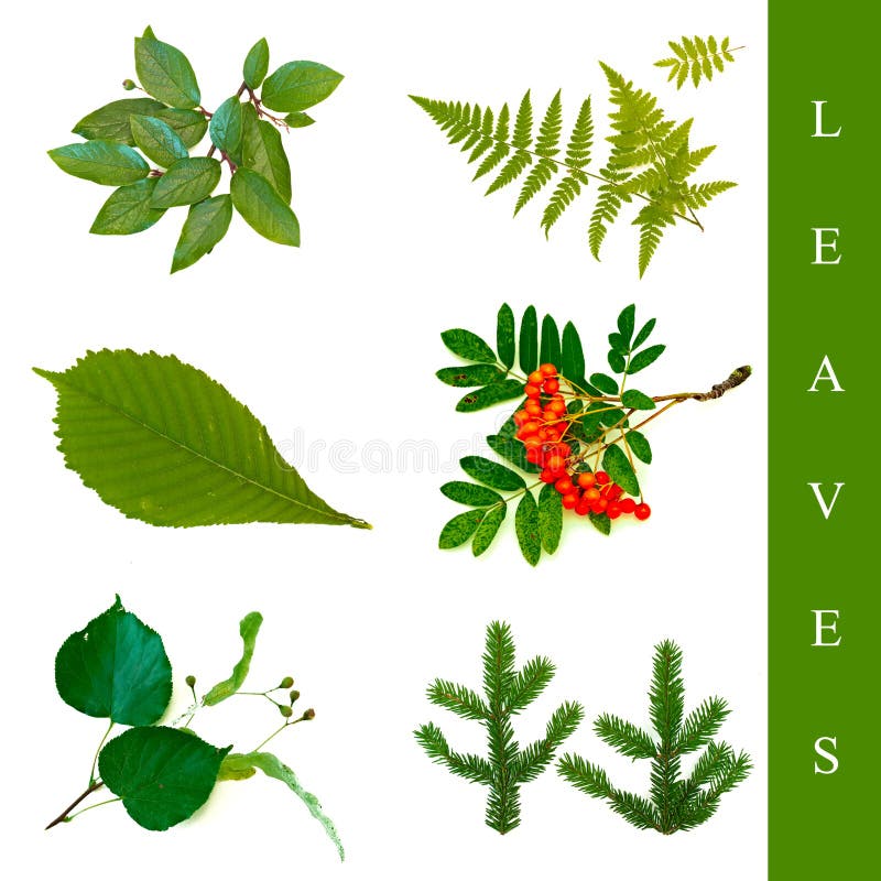 Leaf set stock image. Image of nature, herbary, leaf - 13743761