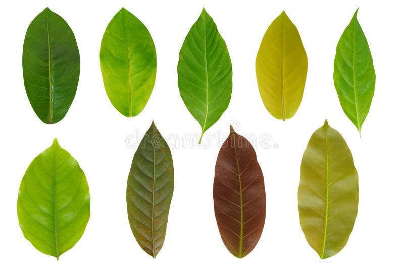 Leaf Set stock image. Image of decorative, botany, abstract - 23519791