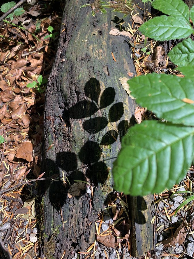 Shadow of a Tree with Leaves Stock Photo - Image of texture, woods ...