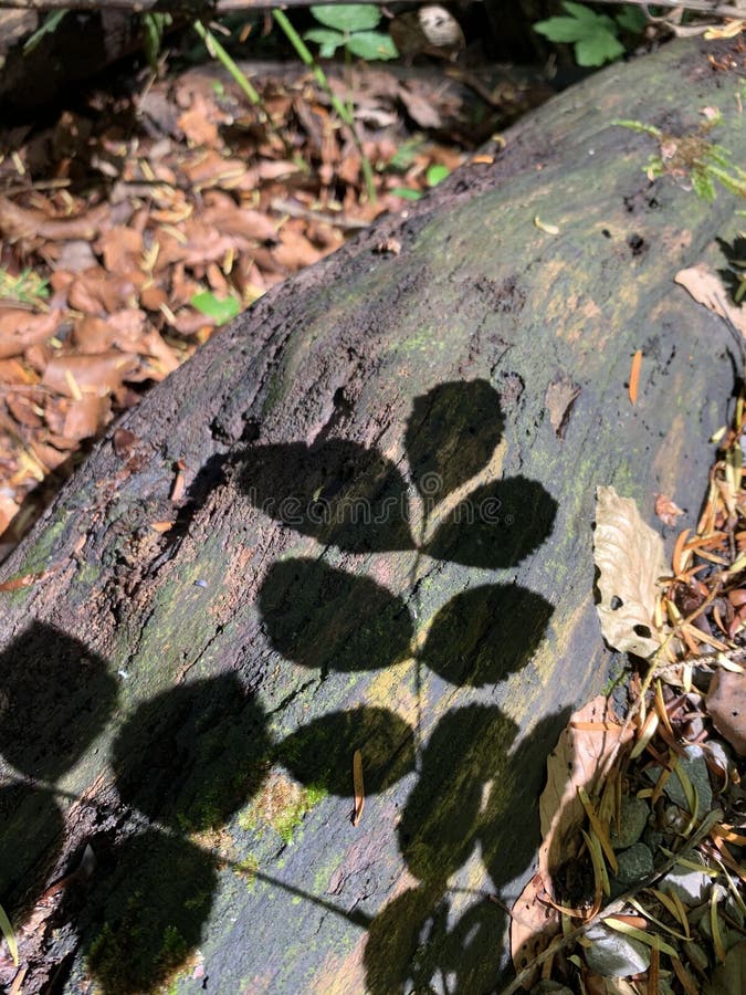 Shadow of a Tree with Leaves Stock Photo - Image of wooden, woods ...
