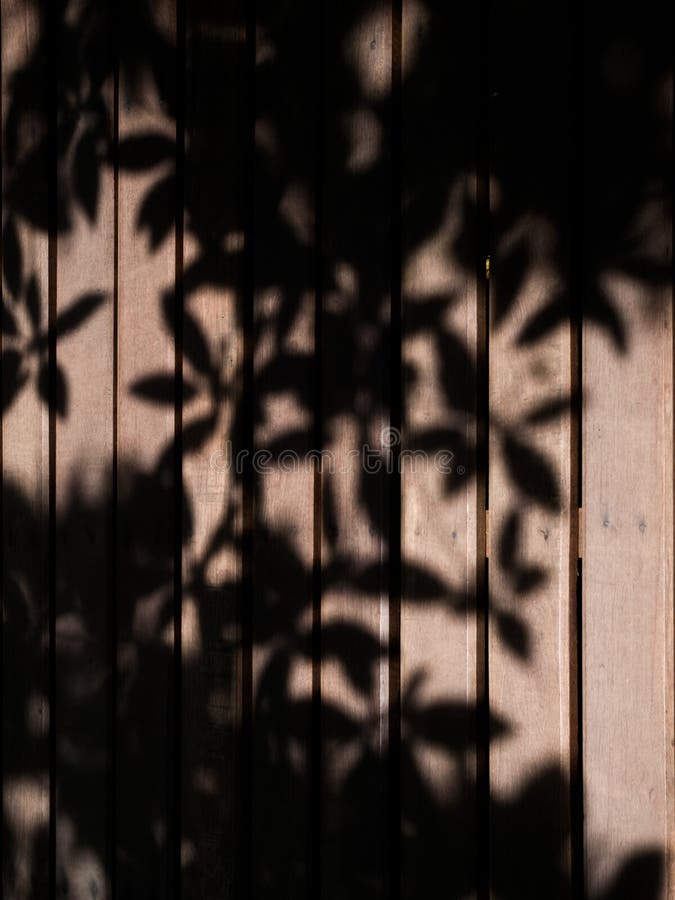 Leaf shadow stock photo. Image of plant, abstract, sunshine - 60253280