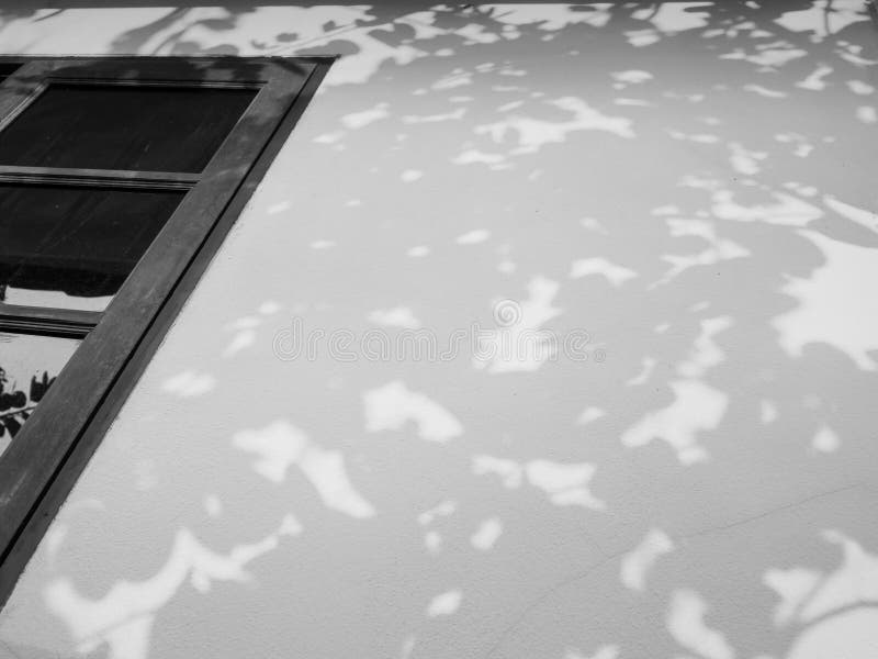 Leaf Shadow on Concrete Cement Plaster Paint, with Bamboo Lean on the ...