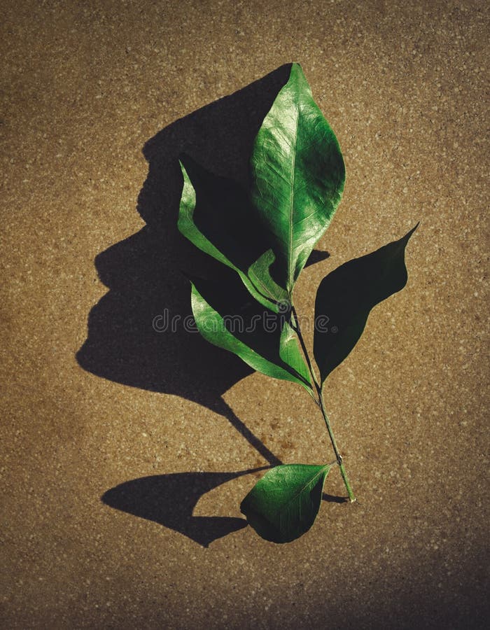 Leaf and Shadow on the Ground Stock Image - Image of shadow, bouquet ...