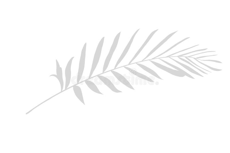 Leaf Shadow, Palm Leaf Shadow, Mockup and Transparent Background. Natural Elements for ...
