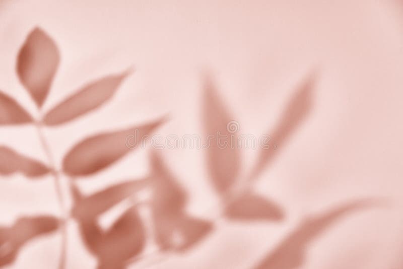 Leaf Shadow on Pink Background. Creative Abstract Background Stock ...
