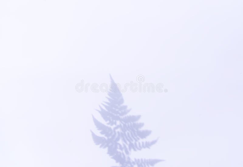 Leaf Shadow on the White Wall Surface Stock Image - Image of branch ...