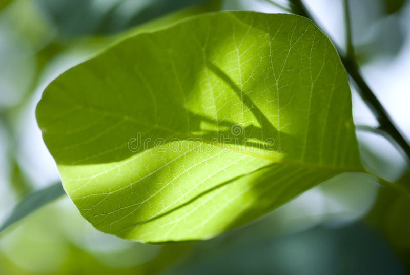 Leaf Shadows stock photo. Image of leaves, afternoon - 87540666