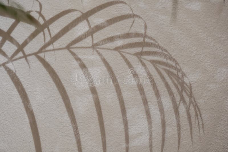 Leaf Shadows.tropical Background.Shadow Palm Leaves on a White Wall ...
