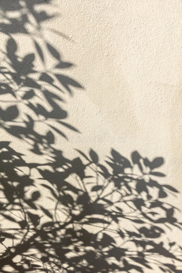 Leaf shadows on the wall stock photo. Image of distinction - 97402544