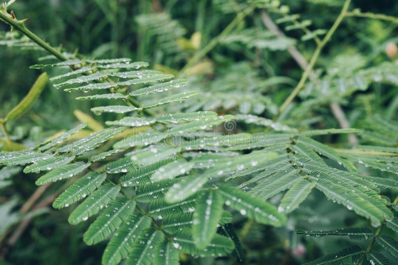 Leaf Shape of Leaves is Green Stock Image - Image of naturally, natural ...