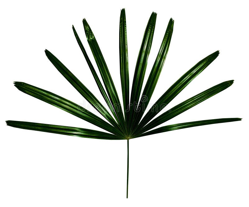 Beautiful Sharp Leaf Stock Photos - Download 14,883 Royalty Free Photos