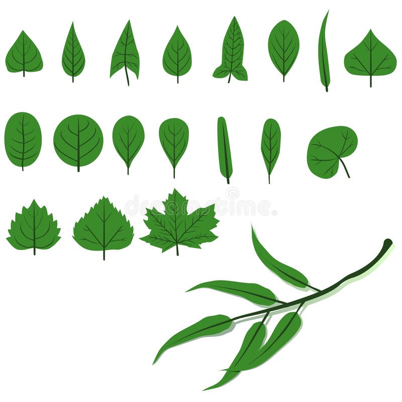 Leaf Shapes stock vector. Illustration of round, organic - 8834456