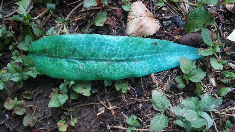 Leaf with shine colors stock image. Image of plant, flower - 194866783