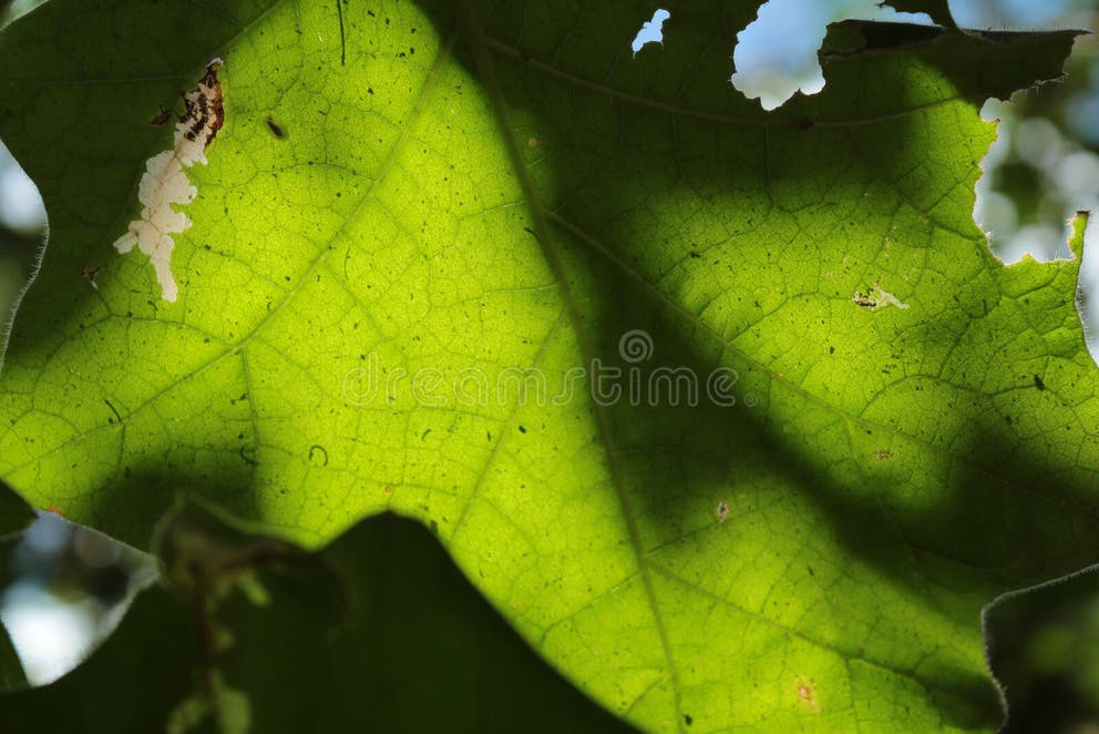 Leaf and shine stock image. Image of beautiful, leaf - 40881331