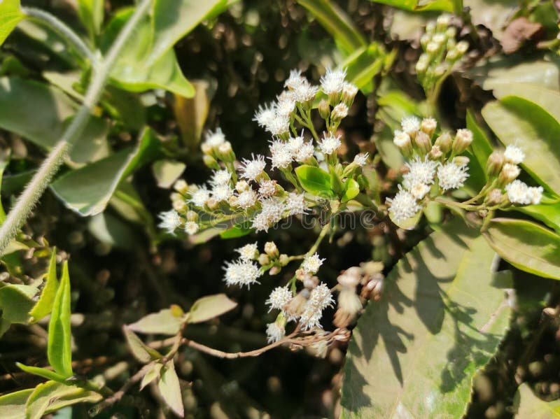 Leaf Shining Little White Flower Stock Image - Image of white, leaf ...