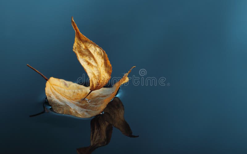 Leaf ship in blue water stock photo. Image of sail, bark - 153499240