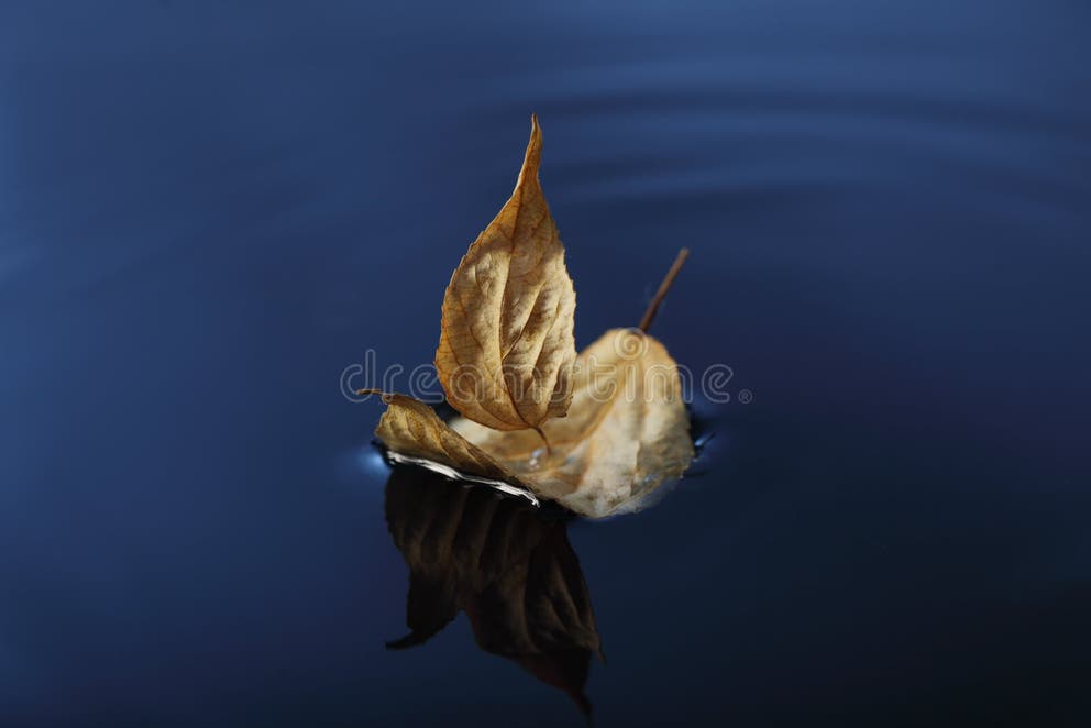 Leaf ship stock photo. Image of sail, lone, autumn, copyspace - 31774048