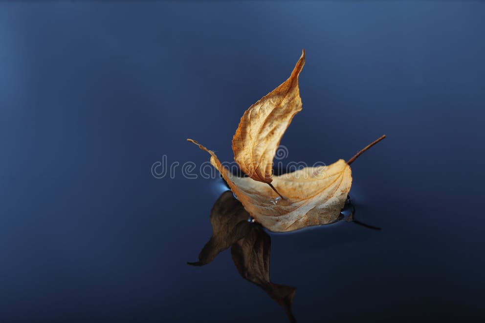 Leaf ship stock photo. Image of sail, season, ecological - 43363722