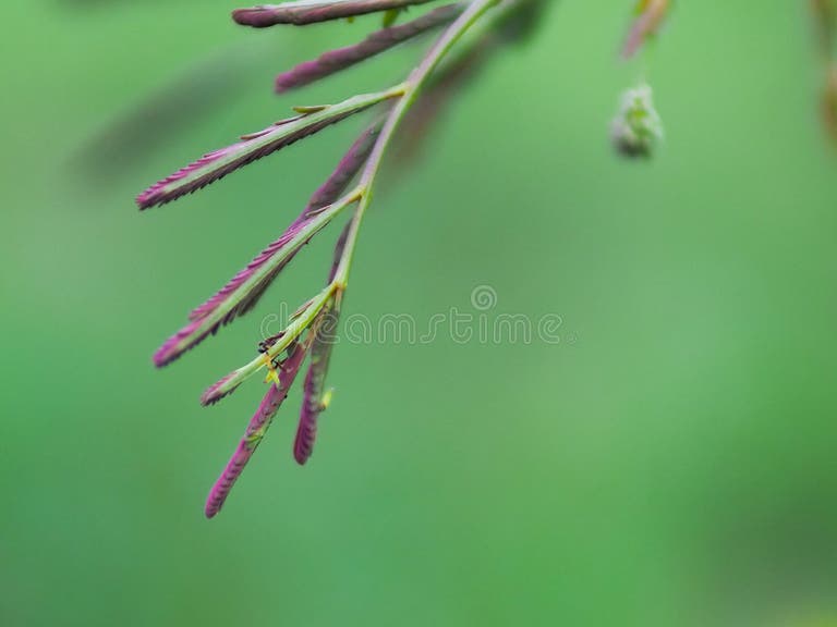 Leaf ,shot at close up stock image. Image of branch - 189338909