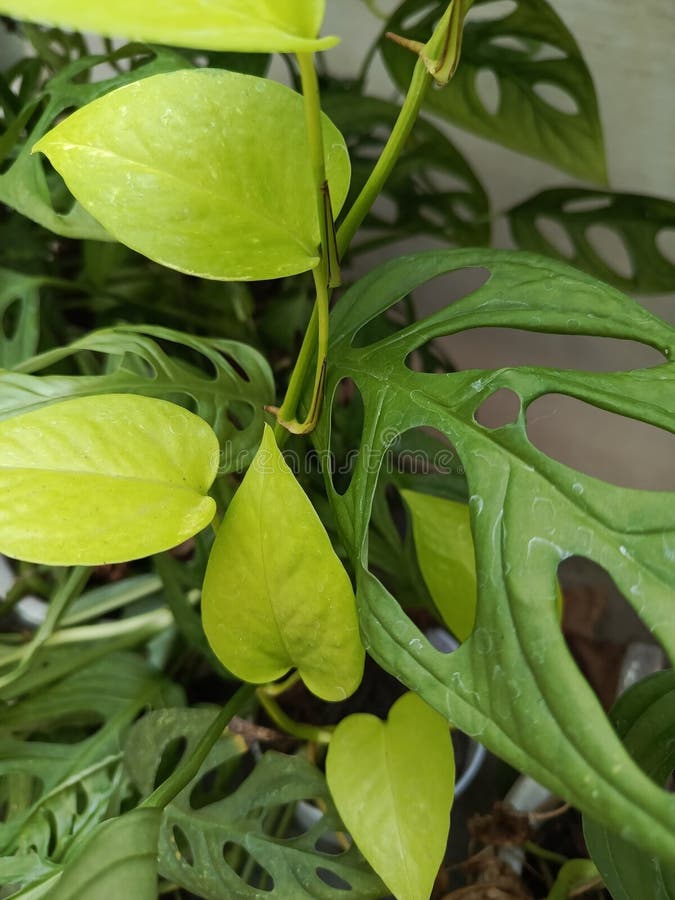 A Leaf Shot from High Angel View Stock Photo - Image of shot, view ...