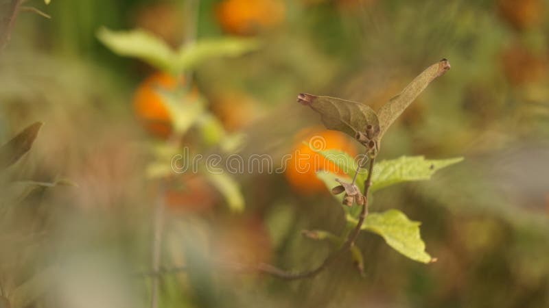Leaf Shot stock photo. Image of flower, instrument, national - 89052228