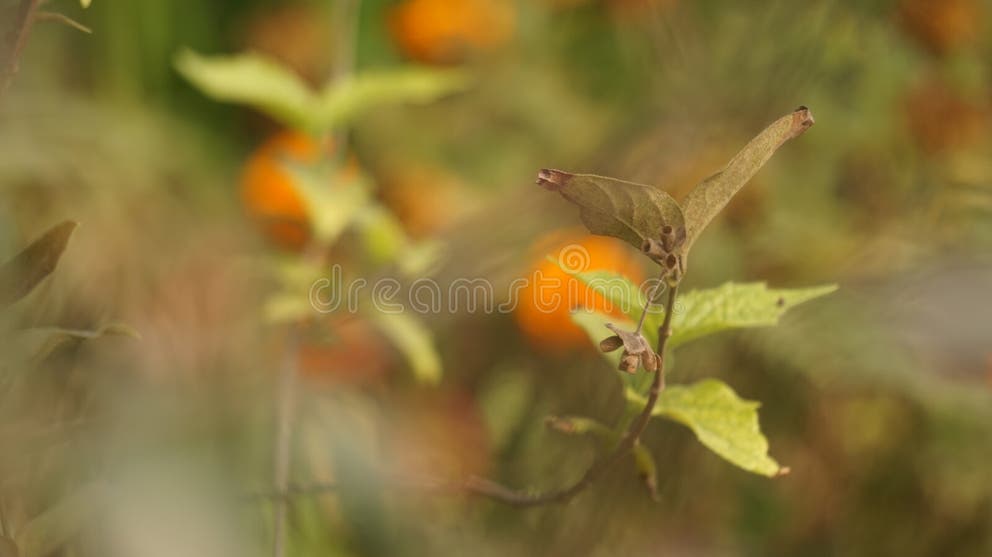 Leaf Shot stock photo. Image of flower, instrument, national - 89052228