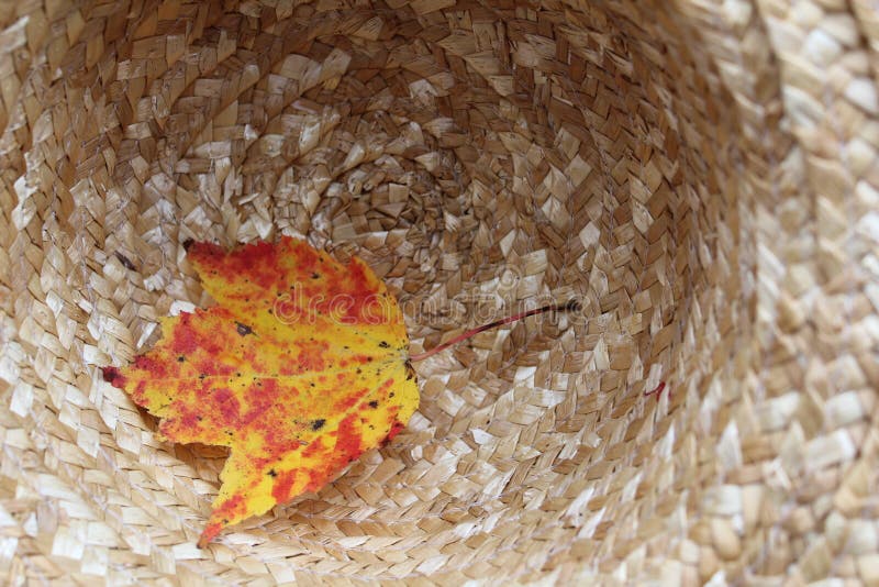 A Maple Leaf Colored with Shades of Autumn Resting in a Straw Hat Stock ...