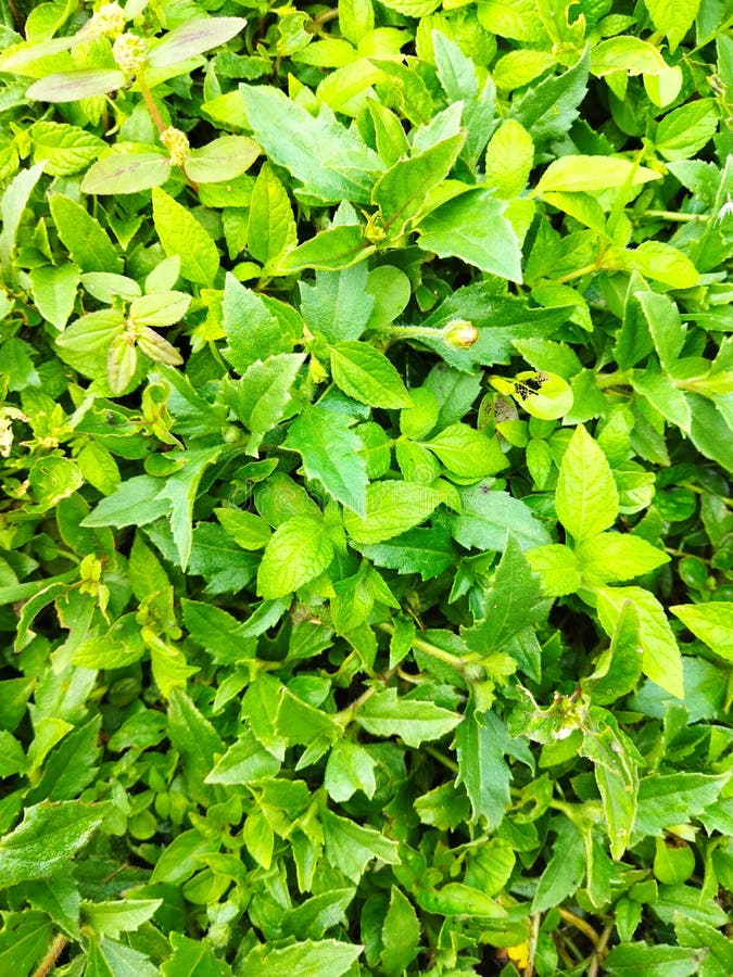 The leaf of shrub grass stock image. Image of leaf, shrub - 262908379