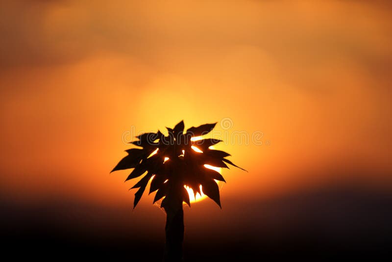 Leaf Silhouette in the Backlit Corner of the Sunset Stock Image - Image ...