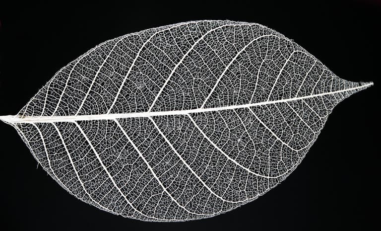 7,934 Leaf Skeleton Stock Photos - Free & Royalty-Free Stock Photos ...
