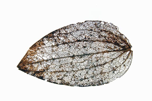 7,485 Leaf Skeleton Stock Photos - Free & Royalty-Free Stock Photos ...