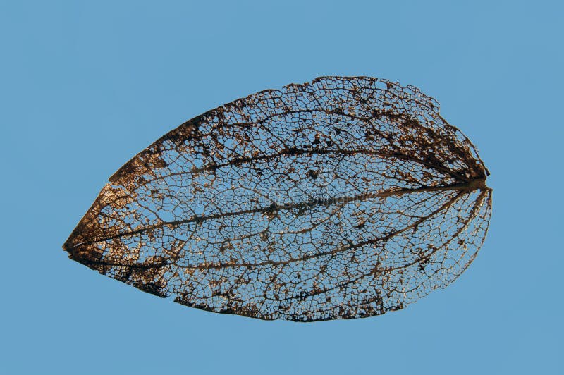 Leaf Skeleton stock image. Image of detail, vanes, dead - 2613185