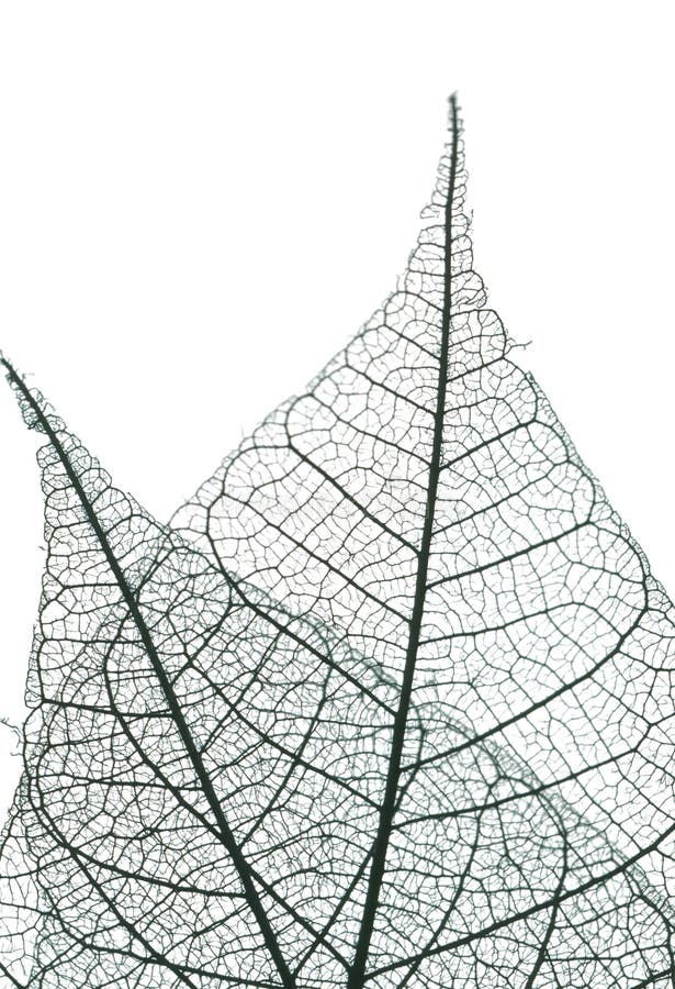 Leaf skeleton stock photo. Image of tree, thin, transparent - 6258846