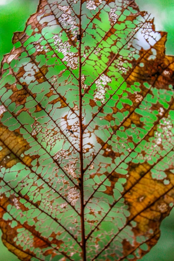 Leaf skeleton in the woods stock image. Image of nature - 161403251