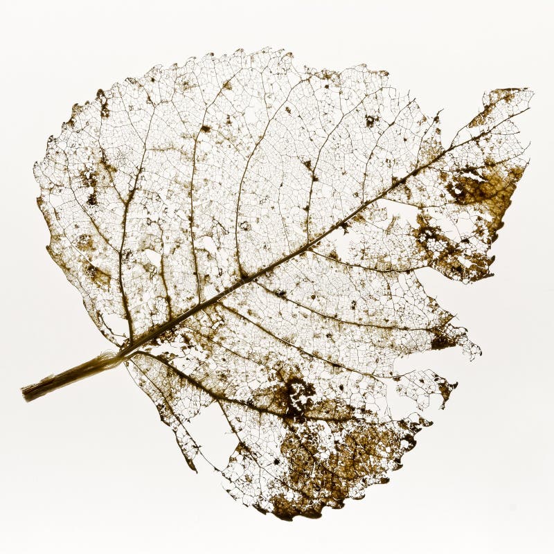 6,957 Leaf Skeleton Stock Photos - Free & Royalty-Free Stock Photos ...