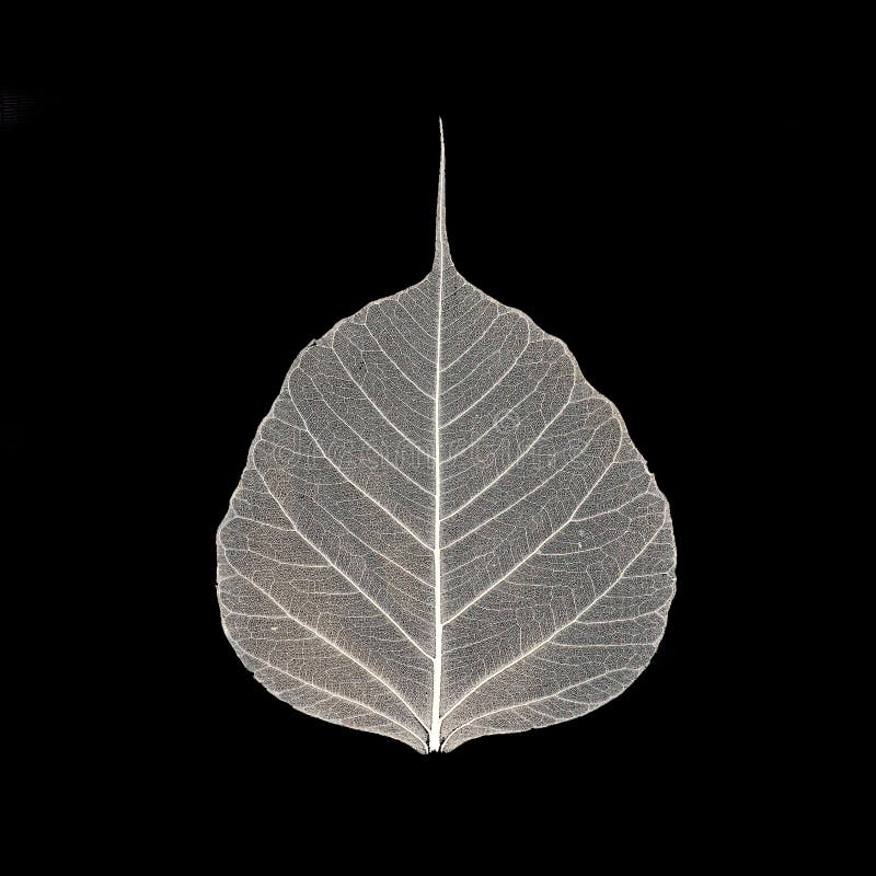 Skeleton of a leaf stock image. Image of natural, leaf - 1779849