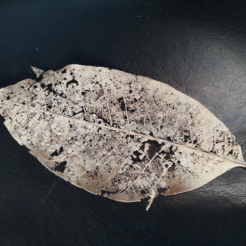 Leaf Skeleton with Black Leather Stock Image - Image of black ...