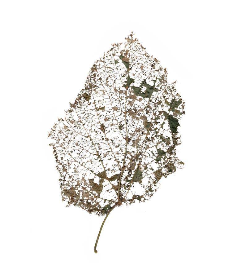 Dead Leaf Skeleton after Caterpillar Infestation. Isolated Sheet ...
