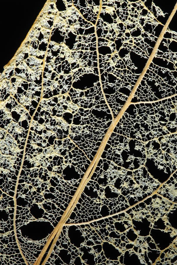 Leaf skeleton stock photo. Image of closeup, crumble - 198719642