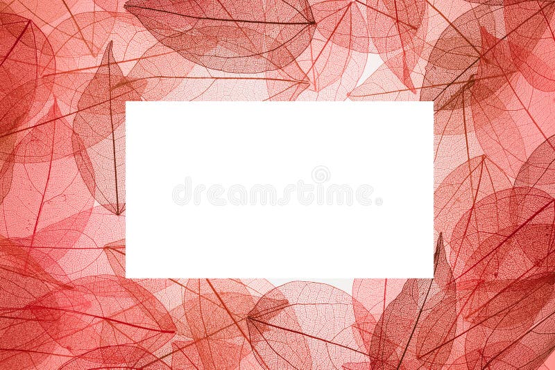 Leaf skeleton frame stock photo. Image of border, venation - 171805174