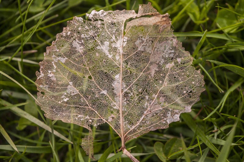 Leaf Skeleton Grass Nature Pattern Branch Tree Web Stock Photo - Image ...