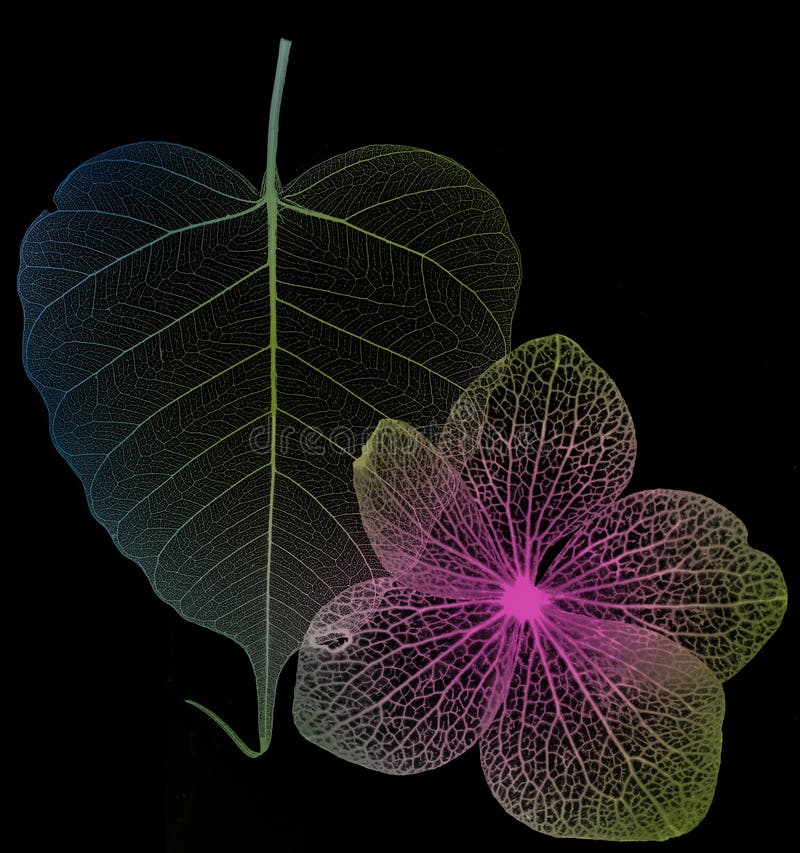 Leaf Skeleton and Hydrangea Flower Skeleton with Veins and Cells Stock ...