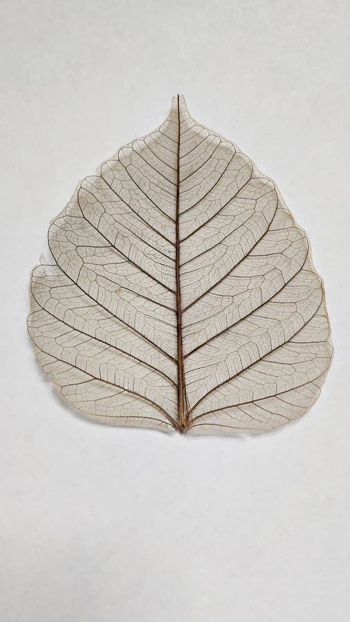 Leaf Skeleton. Leaf Structure. Autumn Stock Photo - Image of botanical ...